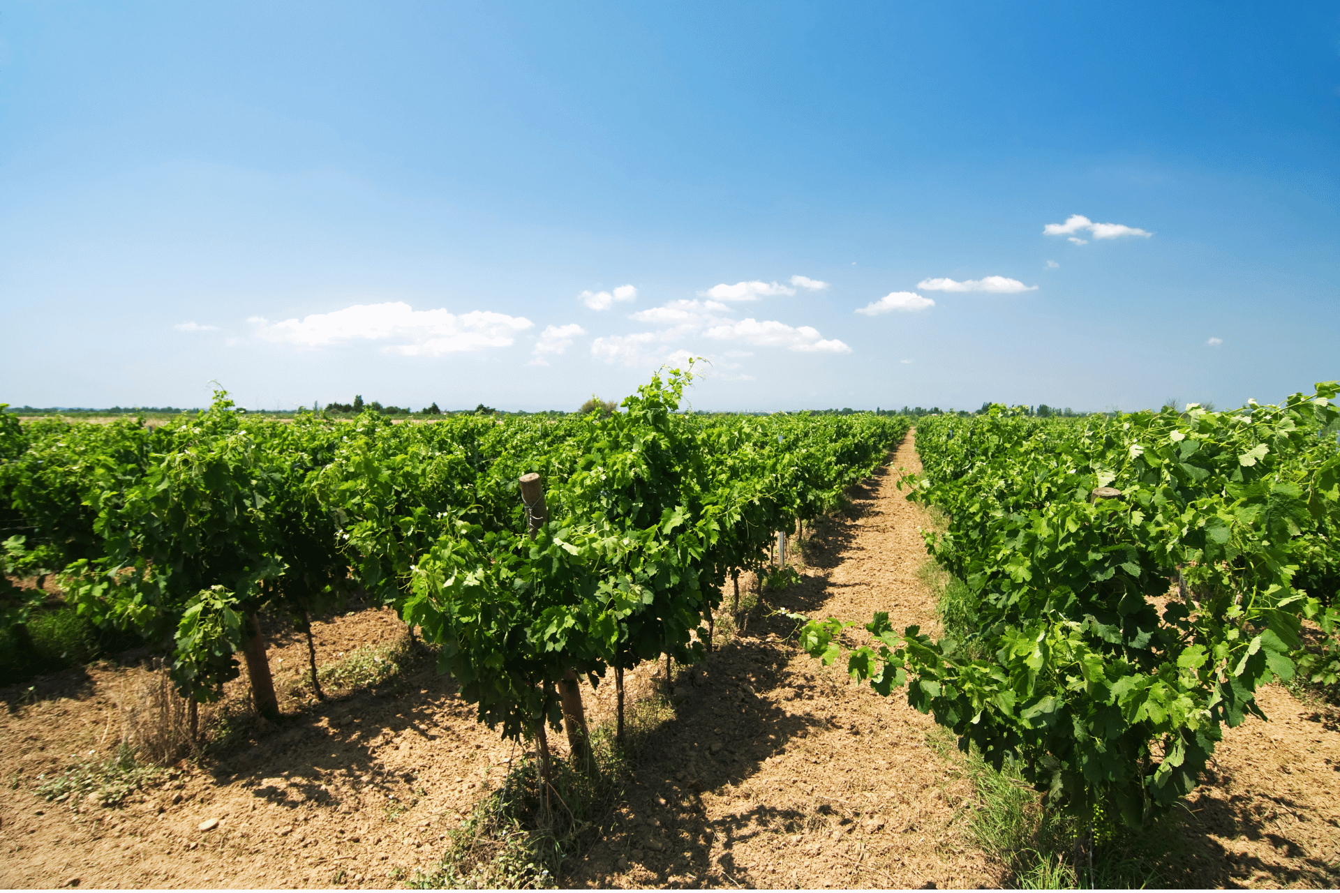 Visit - Peirano Estate Vineyards